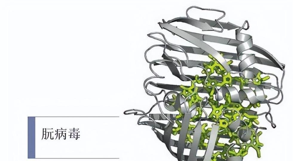 hhv病毒是什么病毒图标