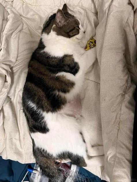 小猫精神萎靡四肢无力截图