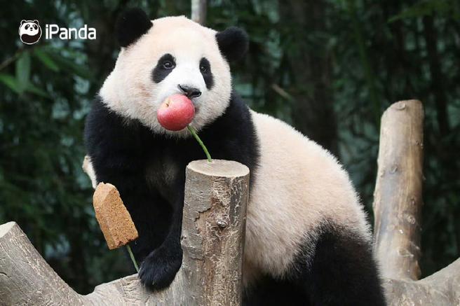 panda熊猫社区图标