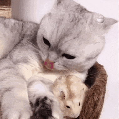 猫捧主人的脸亲gif截图