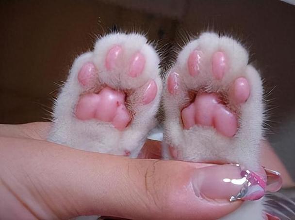 猫猫水疗馆无限猫爪图标