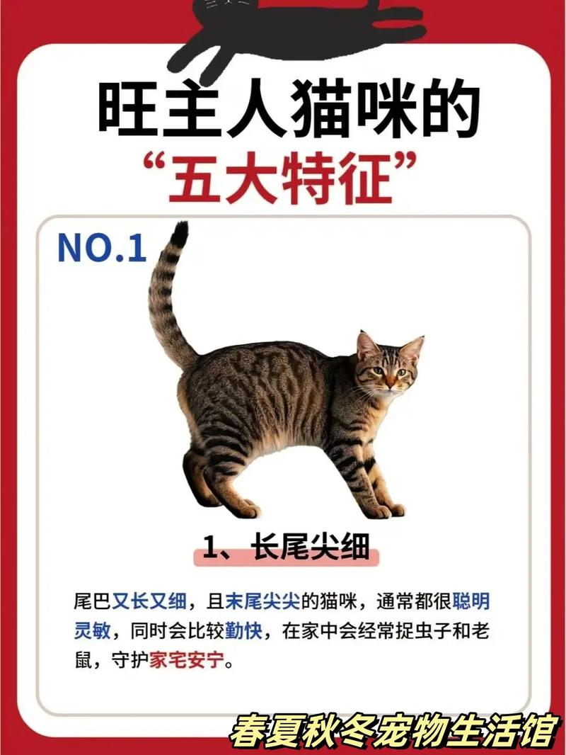 链信招财猫分红解读图标