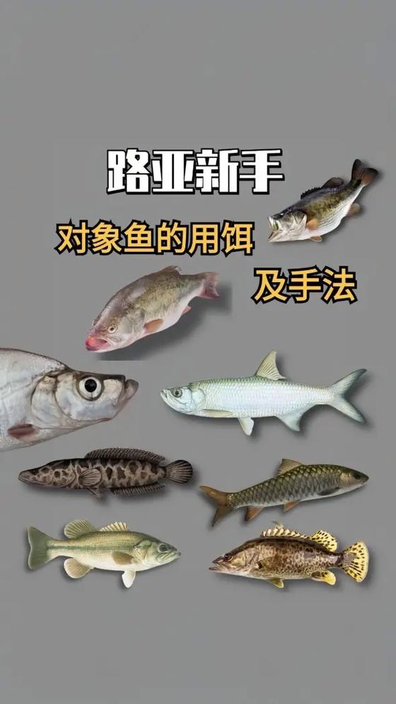 新手路亚入门教程图标