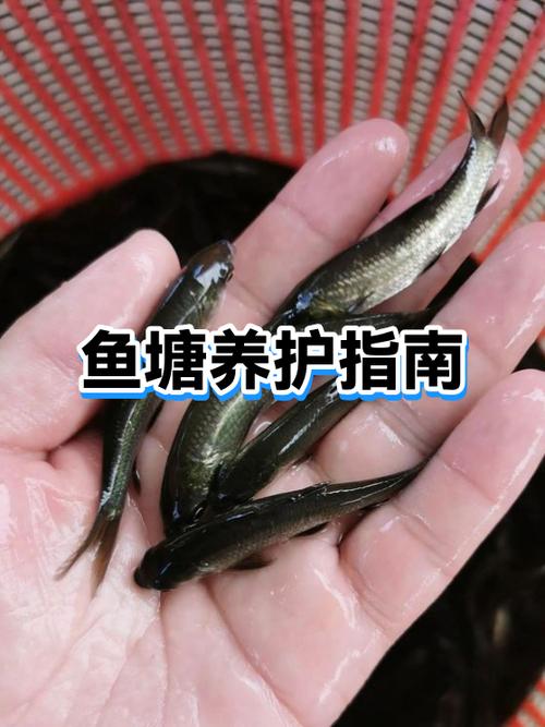我的世界养鱼怎么繁殖图标