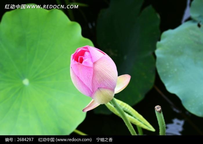 含苞待放(谜骨生香)图标