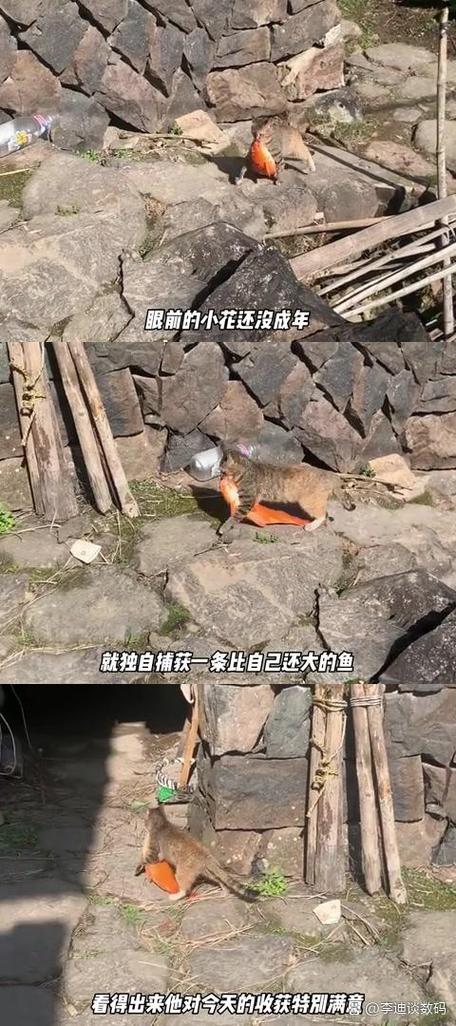 抖音那个猫怎么拍的图标