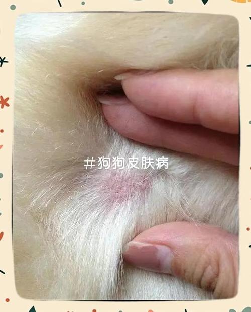 金毛身上长癣怎么办用什么药图标