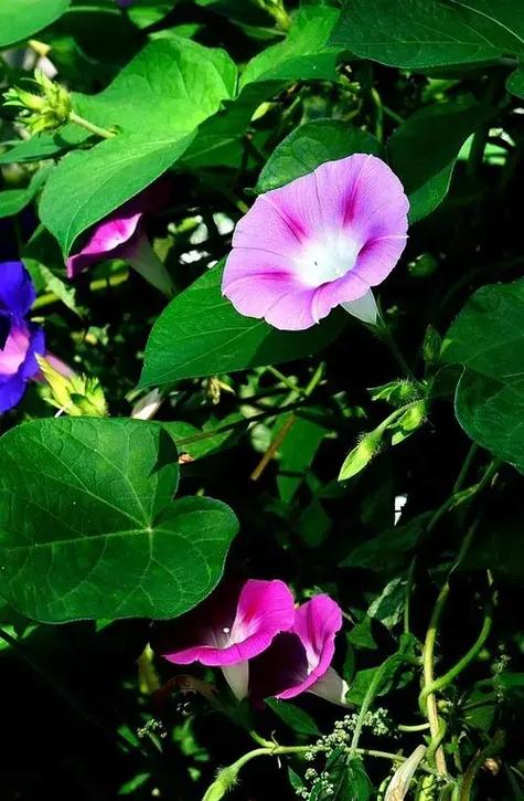 牵牛花有毒吗图标