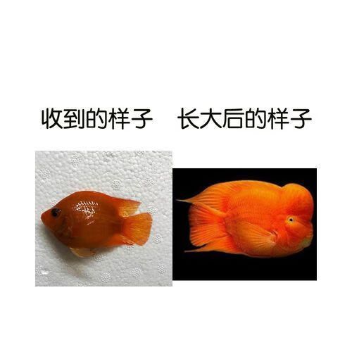 黄财神鱼图标