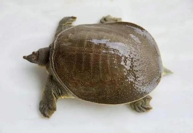 乌龟为啥叫王八图标