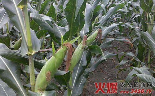 鲲玉种业品种介绍图标