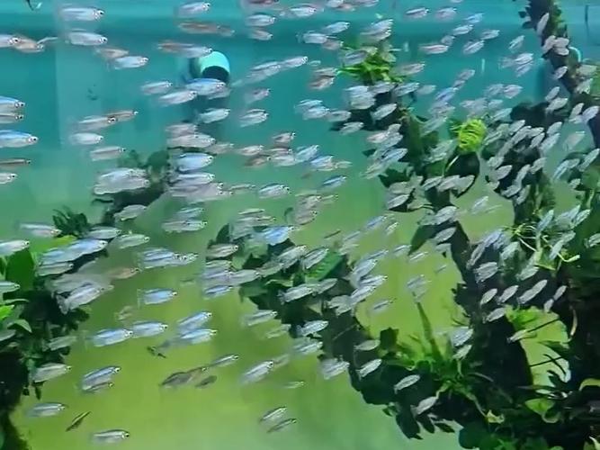 如何让鱼缸里的鱼群游图标