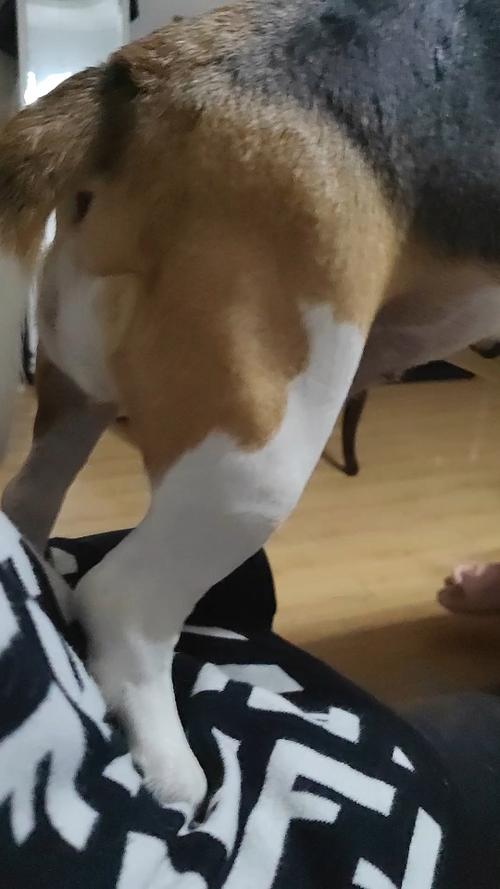 一个月小狗后腿怎么不直图标