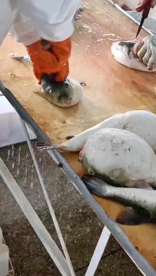 正确杀河豚视频图标