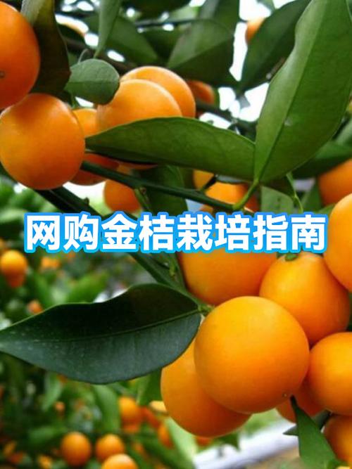 金桔保存一年的方法