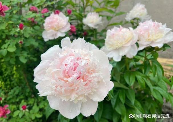 芍药花长什么样子图标