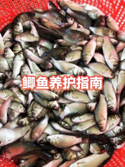 鲫鱼去鳞好还是不去鳞好图标