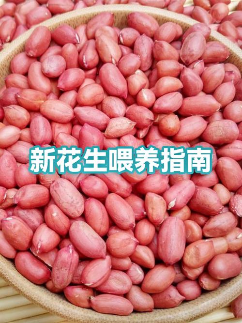 新花生米几月上市截图