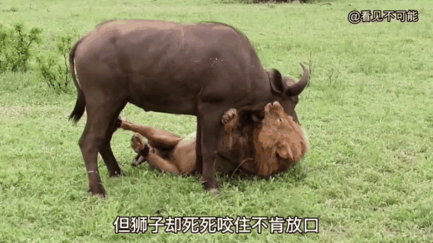 牛屁不通打一动物图标