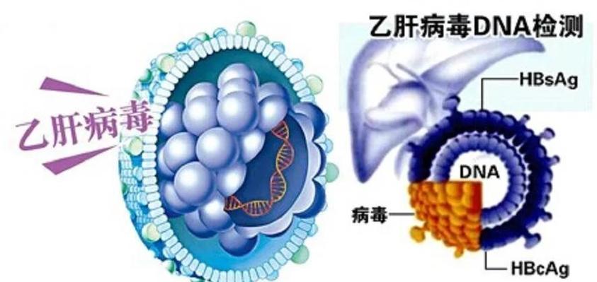 乙肝病毒在手机上可以存活多久截图