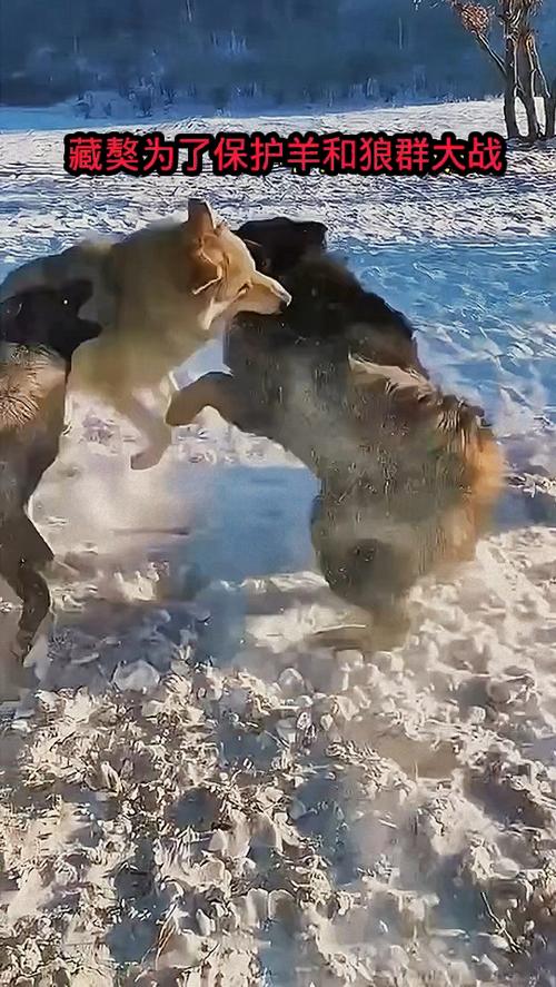 狼群大战图标
