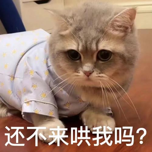 乖哄我盘搜搜图标
