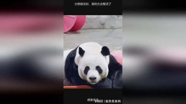 熊猫出没的货敢买吗截图