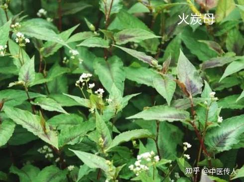 荨麻疹土偏方图标