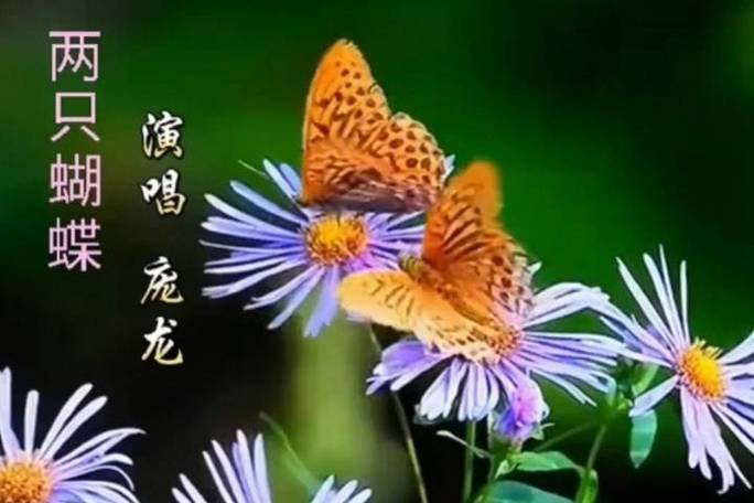 庞龙《两只蝴蝶》MTV图标