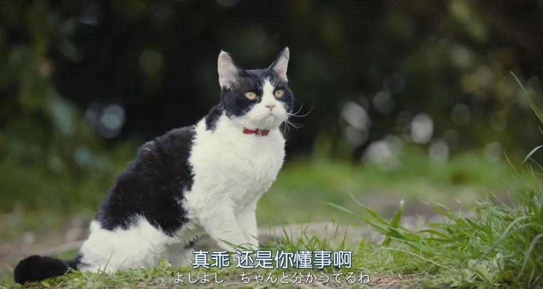 旅猫日记百度网盘图标