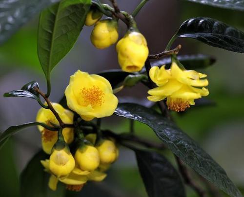 茶树花多少钱一斤图标