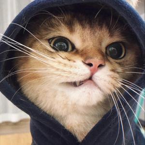 猫头像帅气冷酷霸气图标