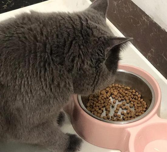 猫要饿几天才肯吃猫粮图标