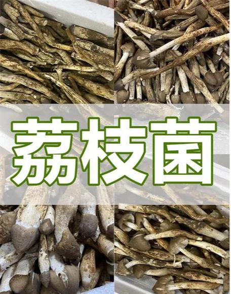 菌菇卖多少钱一斤合适