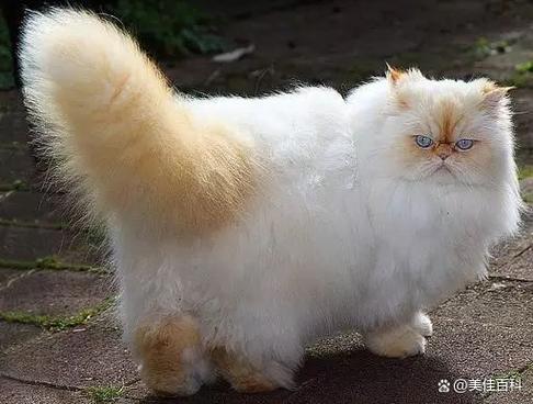 哪种猫好养又便宜