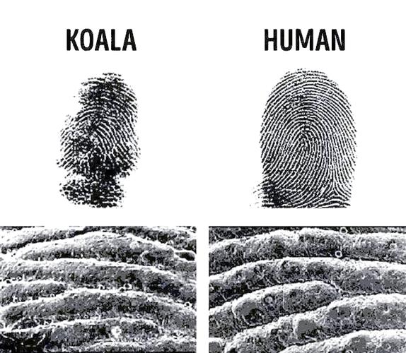 通过指纹能找到人吗