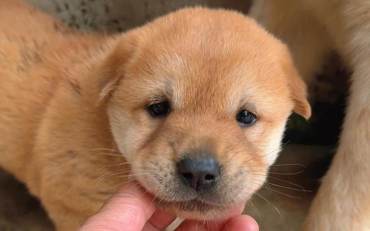 狗狗缺乏安全感的现象截图