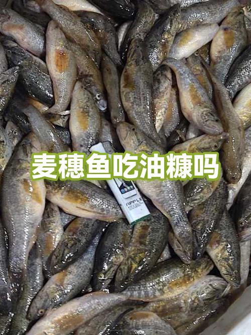 鱼吃维生素B有什么作用图标