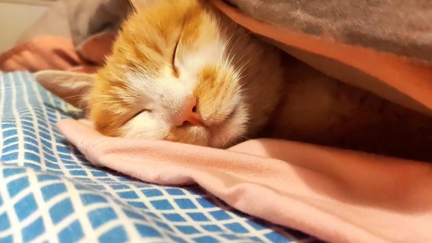 小猫小猫睡觉吧截图