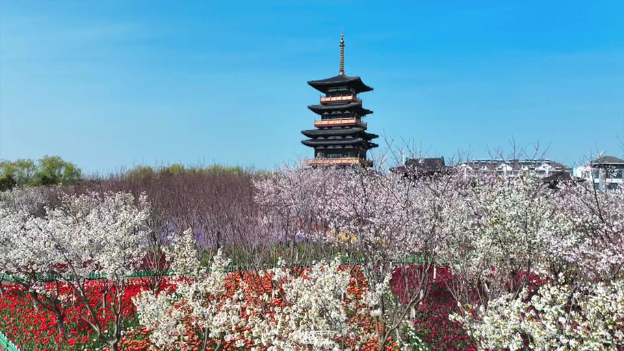 浙江樱花小镇在哪里图标