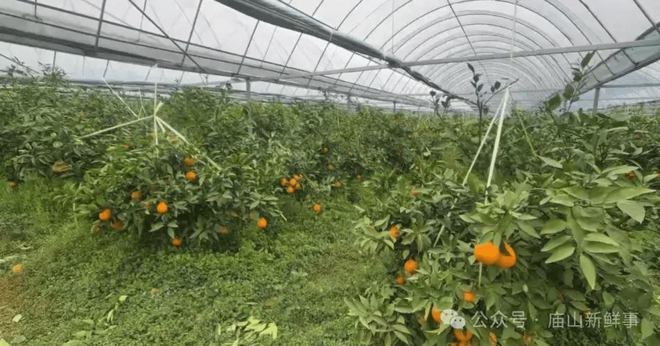 附近果园采摘图标