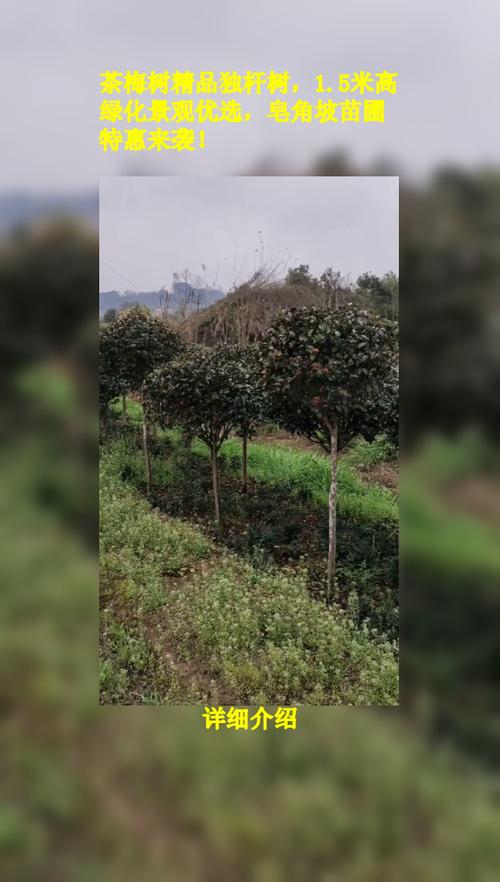茶梅树图标