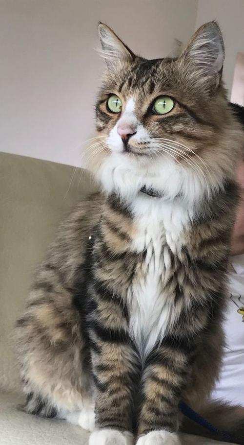 花猫视频图标