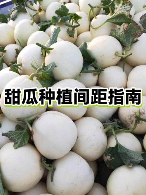 甜瓜喜阴还是喜阳图标