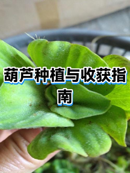种葫芦的方法和步骤