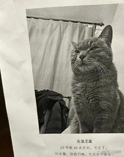真小猫图谜B