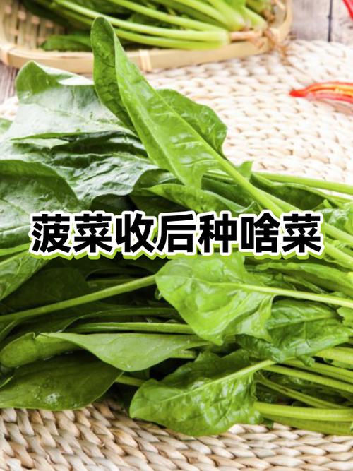 搞菠菜是啥截图