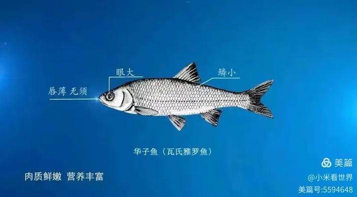 滑鱼是什么鱼图标