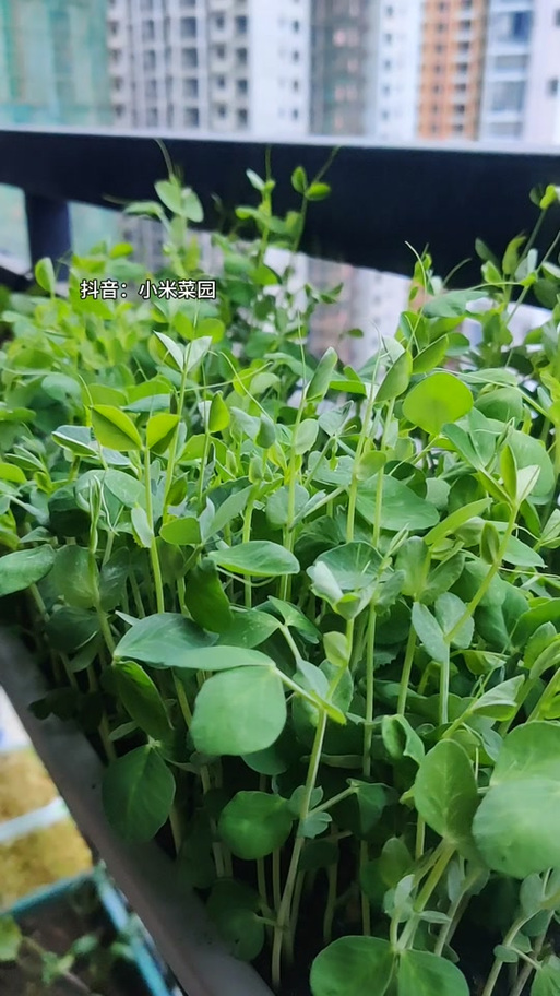 盆栽豌豆尖怎么种植图标