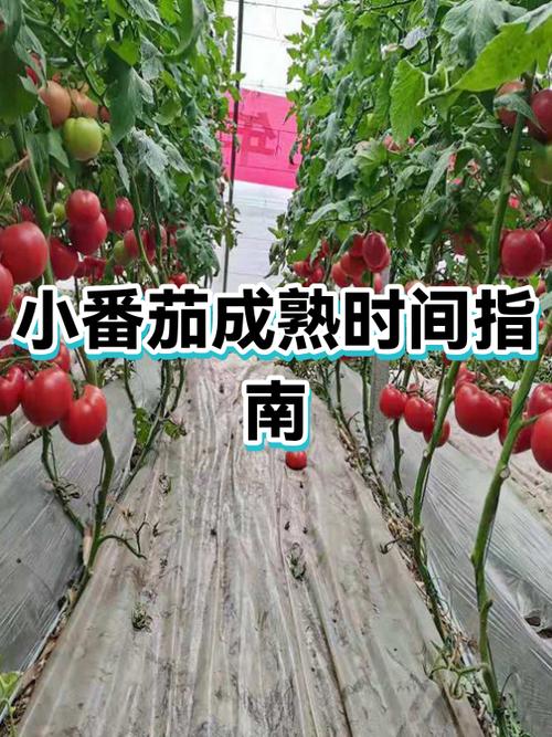 孕妇可以吃小番茄吗图标